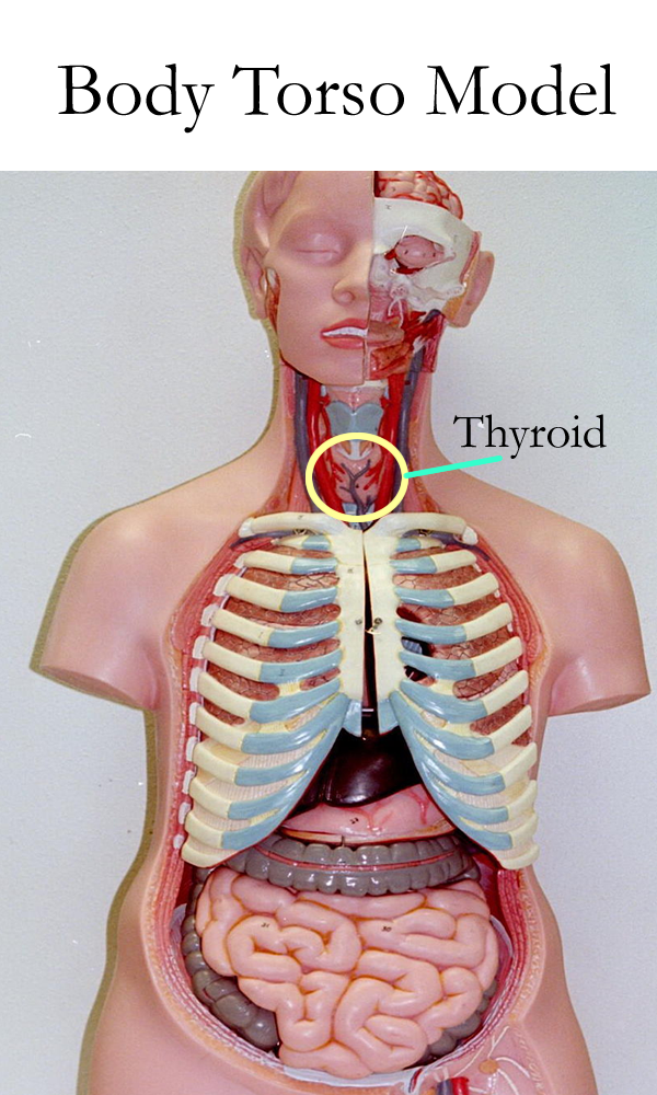 Endocrine System Model Labeled